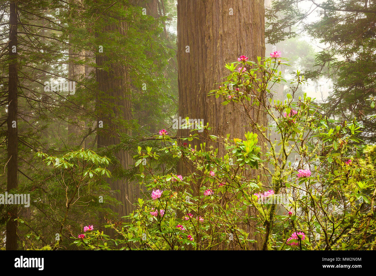 Rhododendrons in the springtime in California's Redwood National and ...