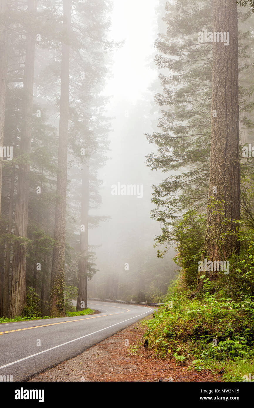 California's Highway 101 winding through Redwood National and State ...
