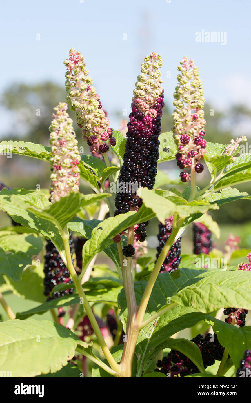 Indian poke, Kermesbär (Phytolacca acinosa Stock Photo - Alamy