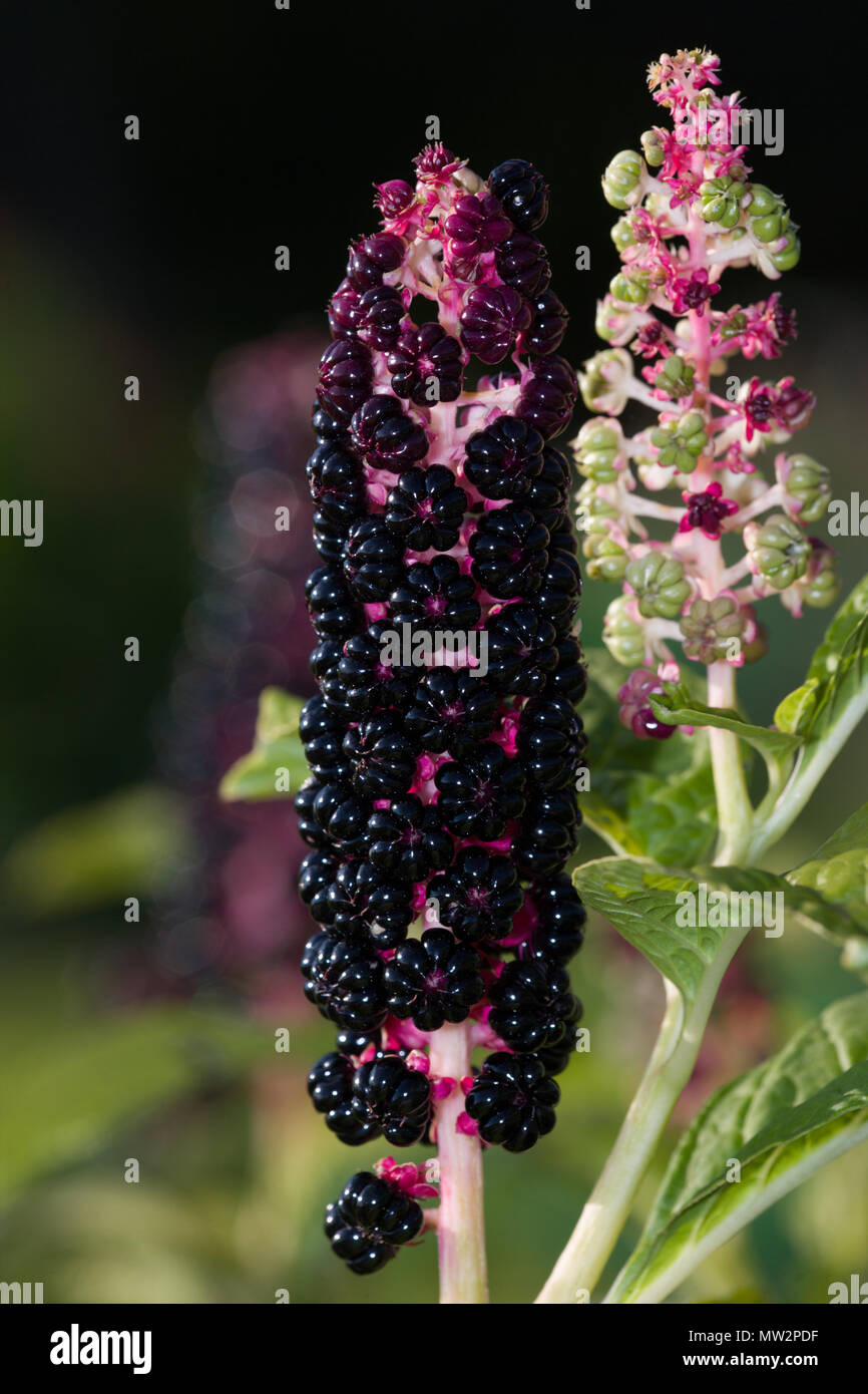 Indian poke, Kermesbär (Phytolacca acinosa Stock Photo - Alamy
