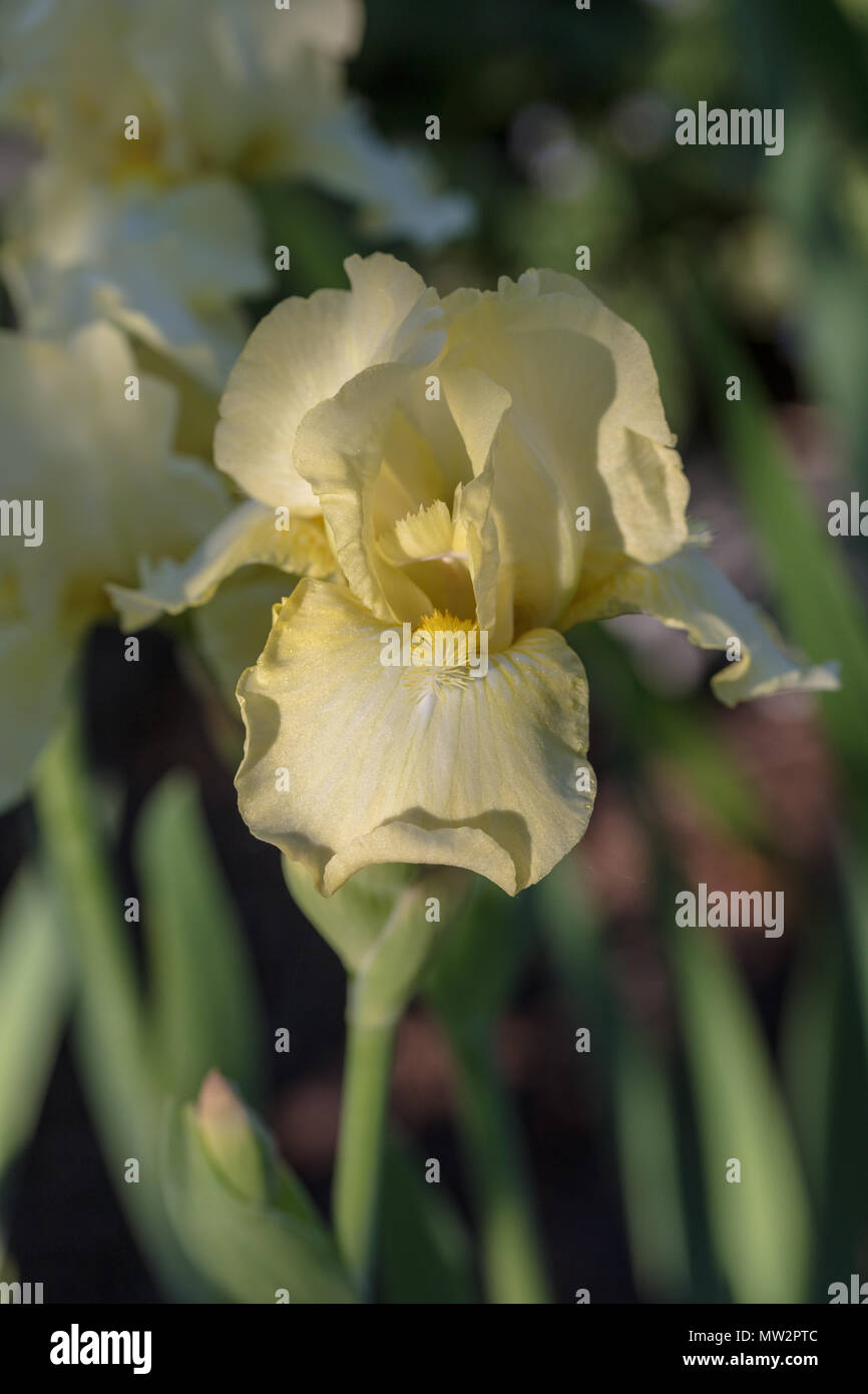 'Maui Moonlight' Intermediate Bearded Iris, Skäggiris (Iris germanica ...