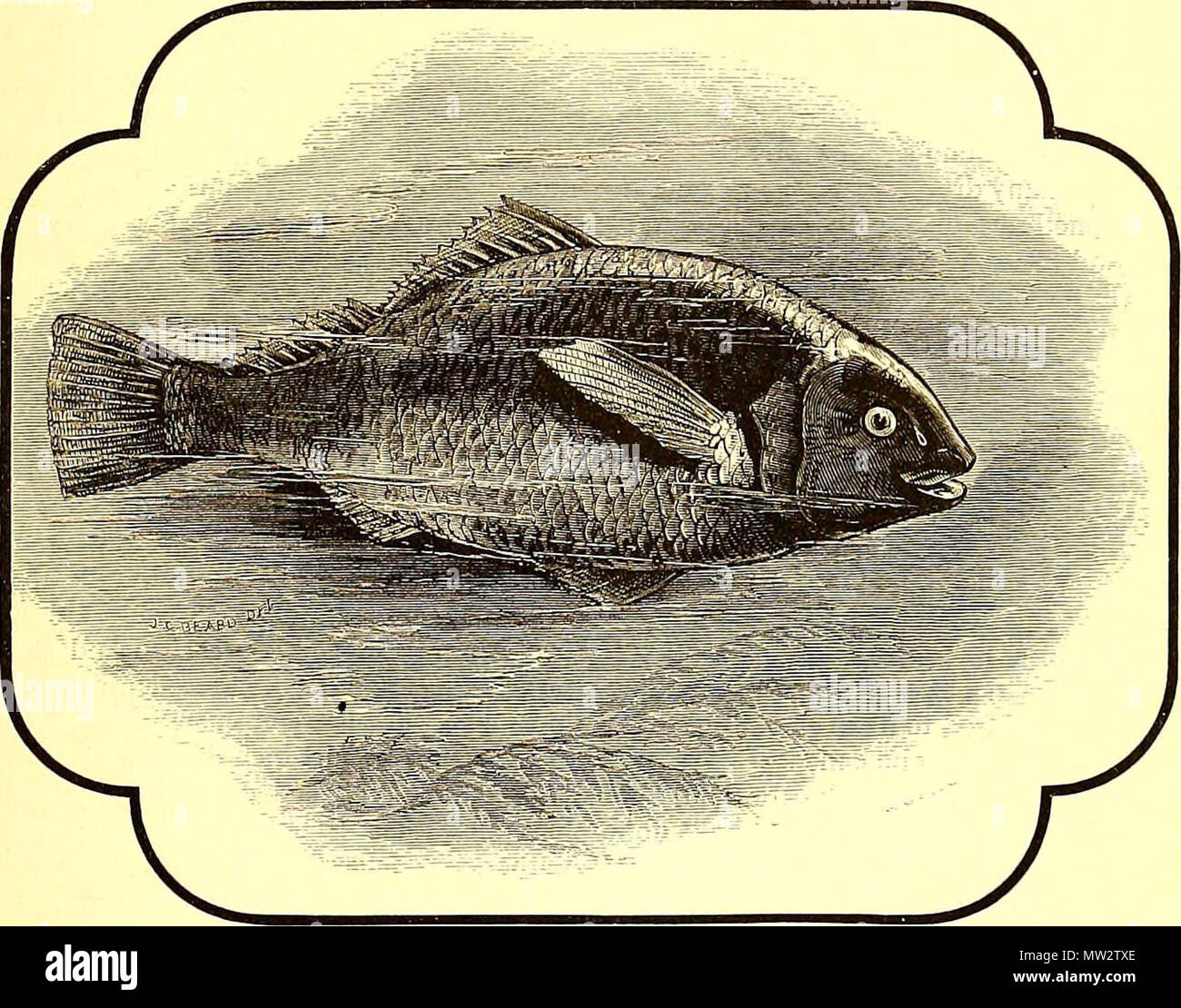 "St. Nicholas [serial]" (1873 Stock Photo - Alamy