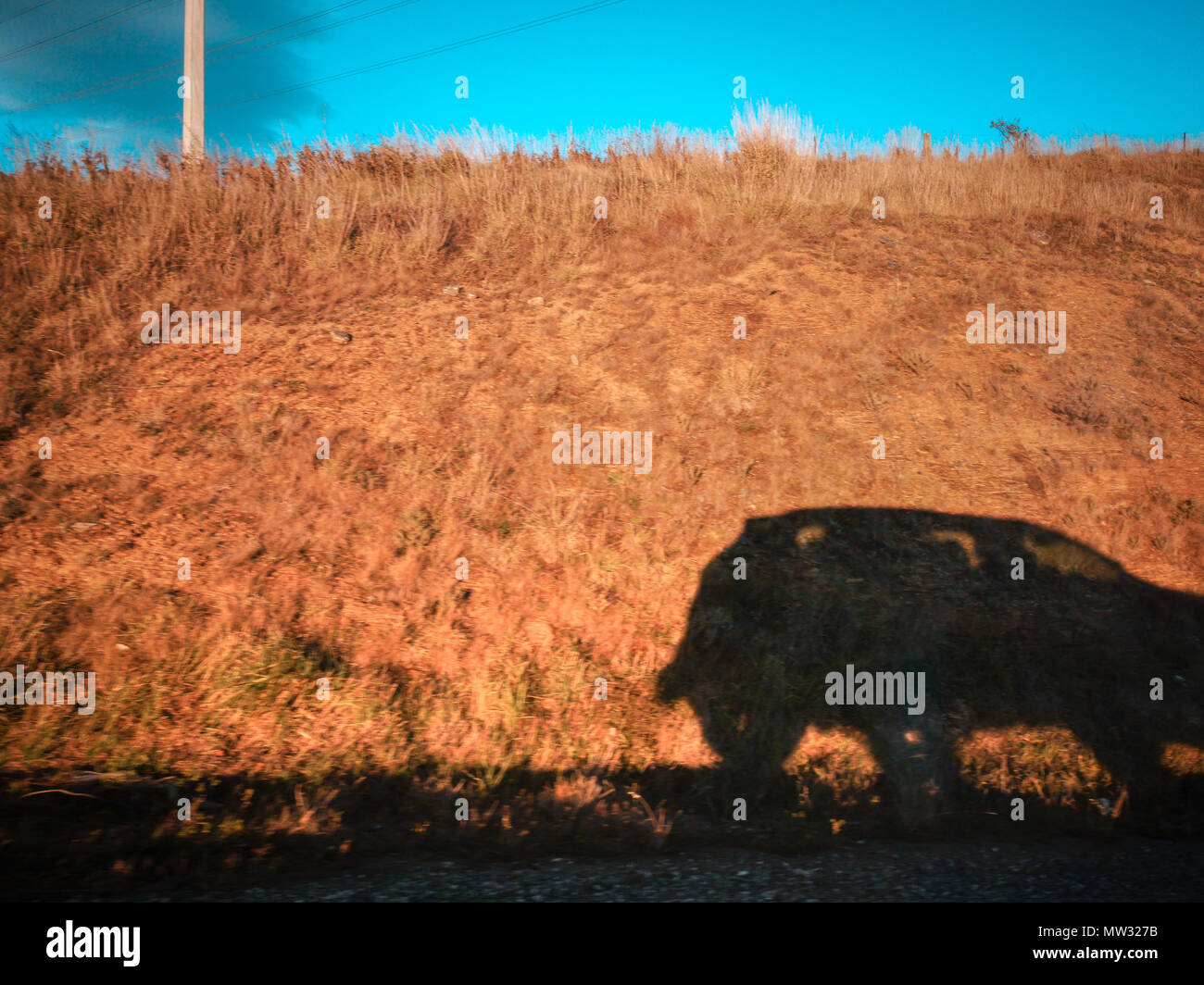 Car shadow on the country road in the morning Stock Photo - Alamy