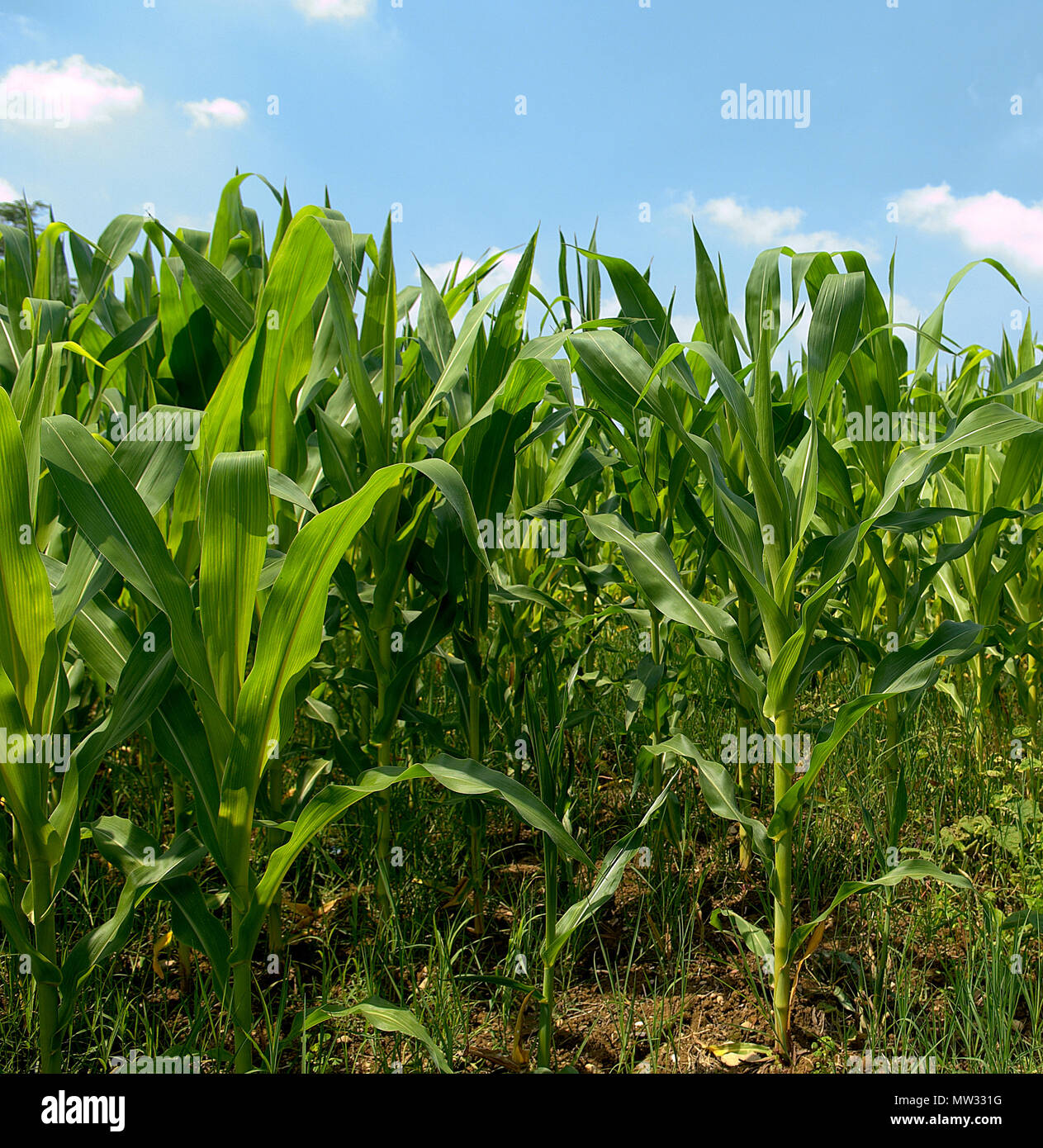 Castegnato High Resolution Stock Photography and Images - Alamy