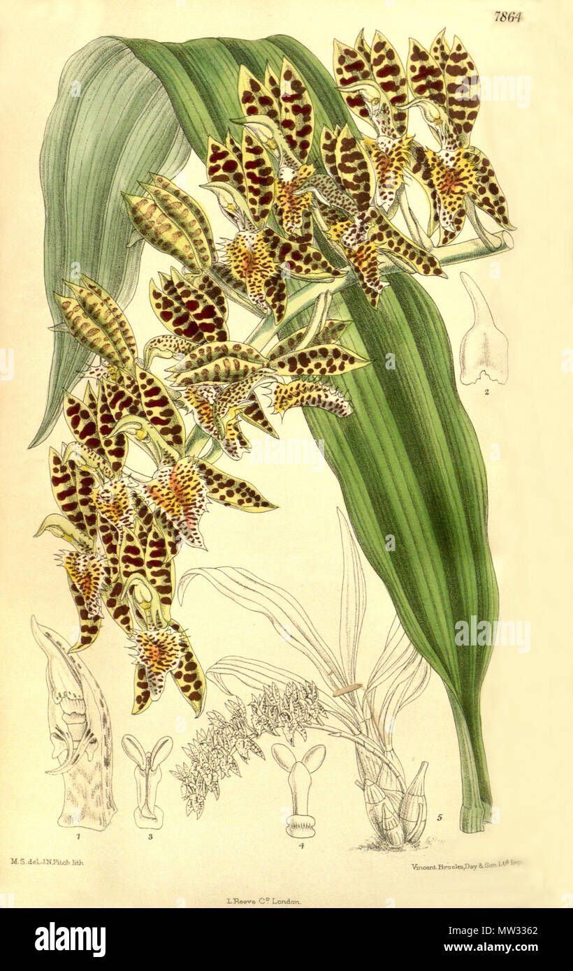 Catasetum quadridens hi-res stock photography and images - Alamy