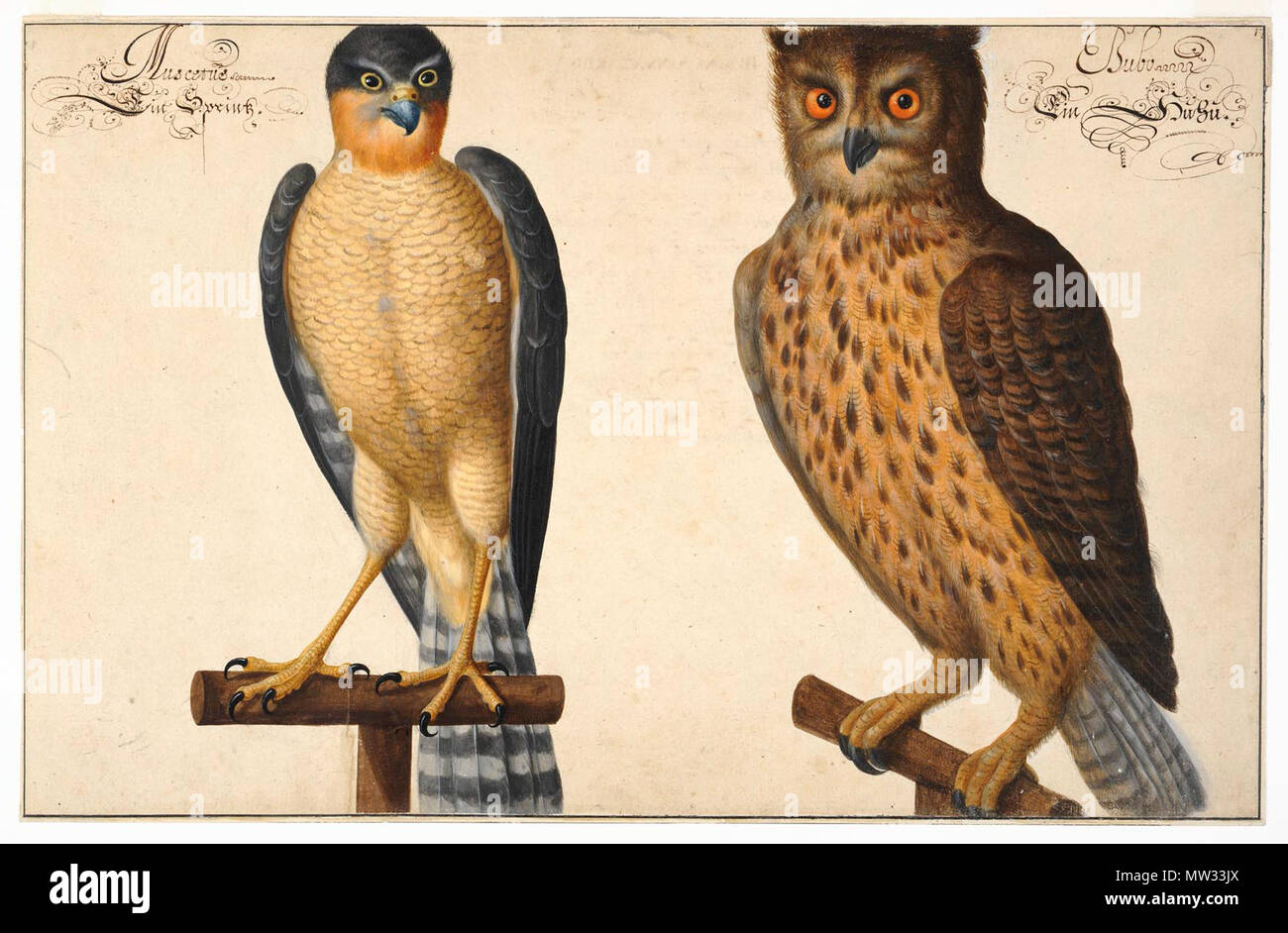 Crecelle hi-res stock photography and images - Alamy