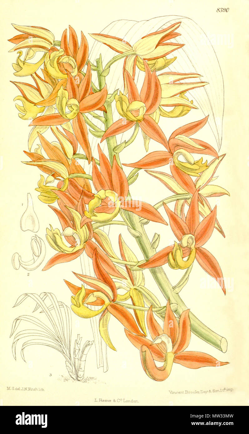 . Illustration of Mormodes warszewiczii (as syn. Mormodes revoluta ...