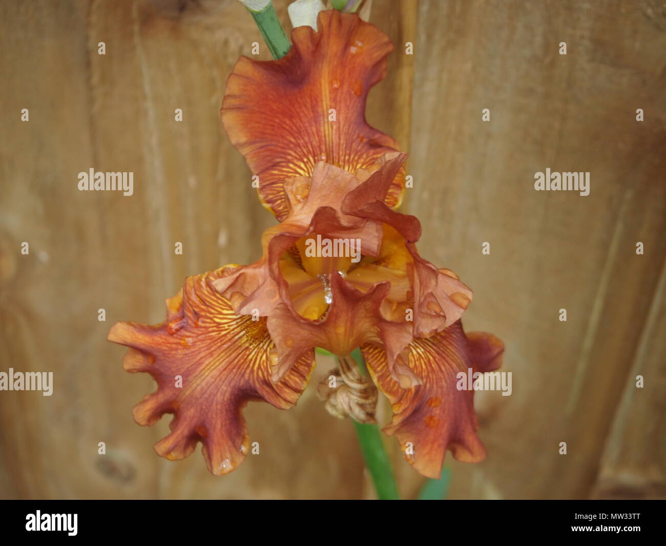 Rust colored flower hi-res stock photography and images - Alamy