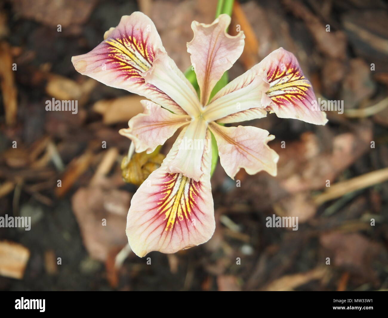 Open iris flower hi-res stock photography and images - Alamy