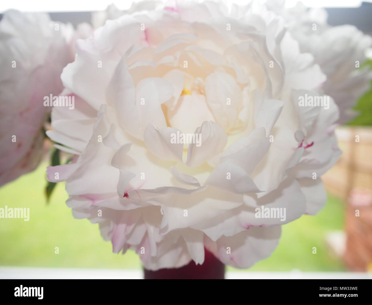 White peony flower fully open Stock Photo - Alamy
