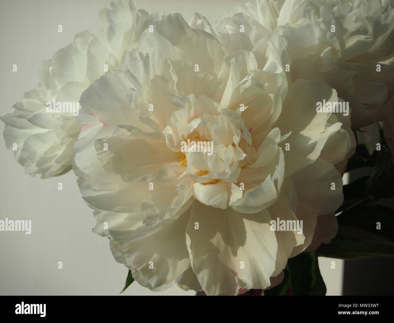Cream colored peony flower fully open Stock Photo - Alamy