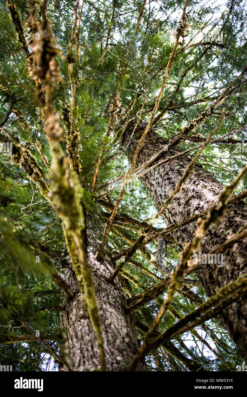 Mixed conifer tree canopy hi-res stock photography and images - Alamy