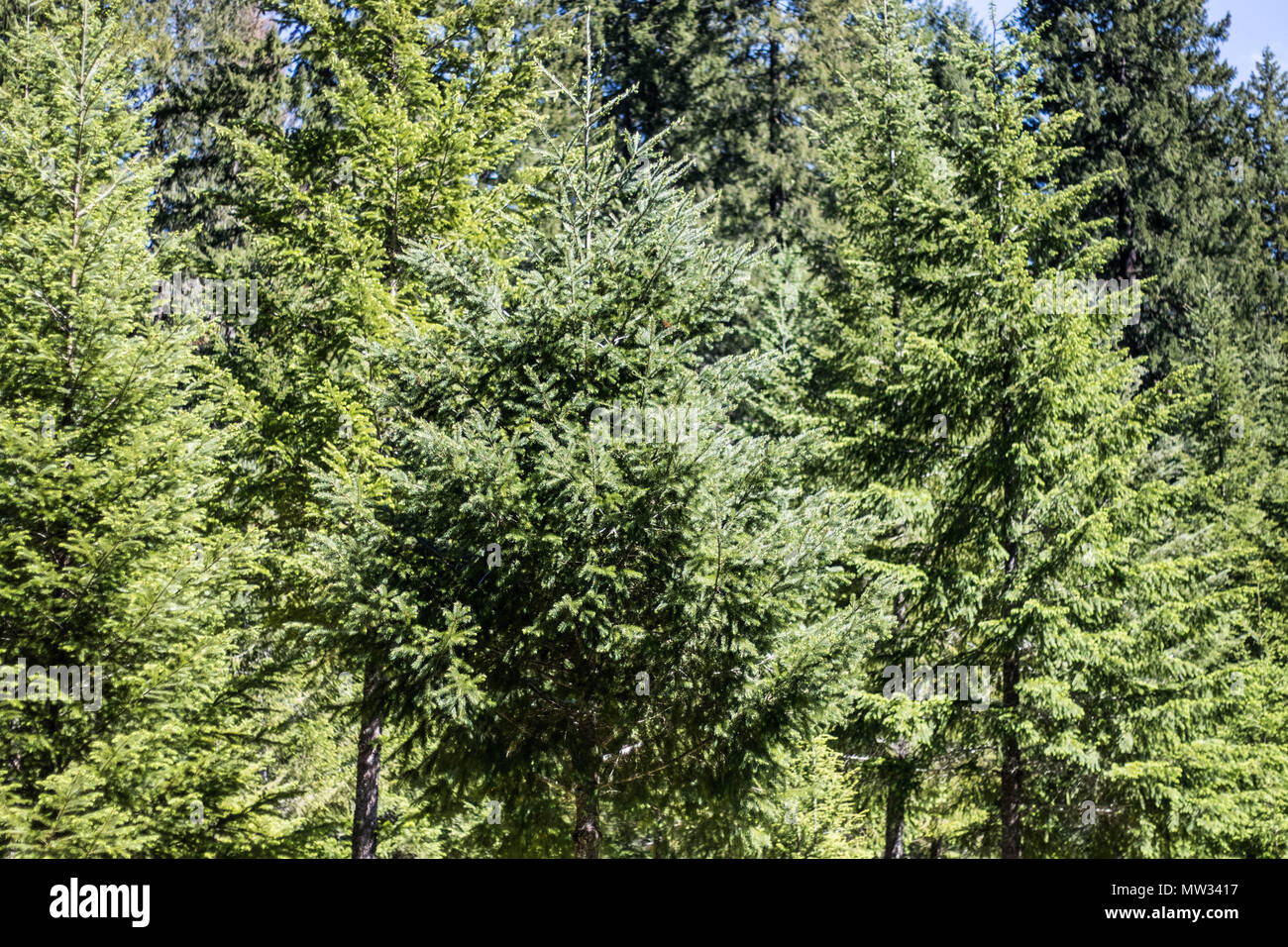 A dense stand of conifers in Marion Forks, Oregon Stock Photo - Alamy