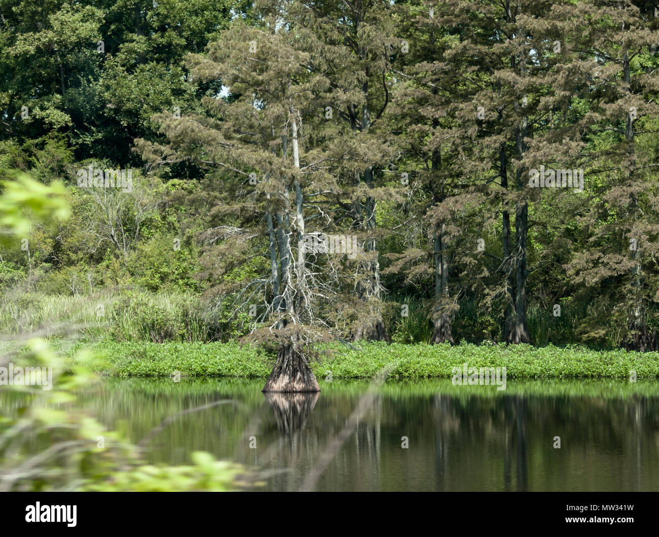 Mud water tree roots hi-res stock photography and images - Alamy