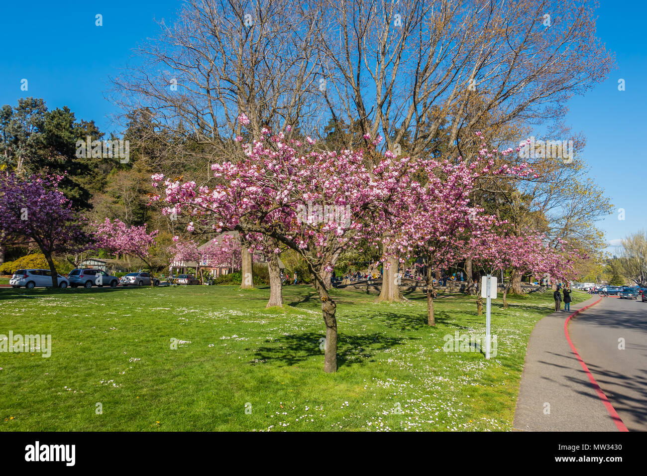 A view of Cherry trees in full bloom at Seward Park in Seattle ...