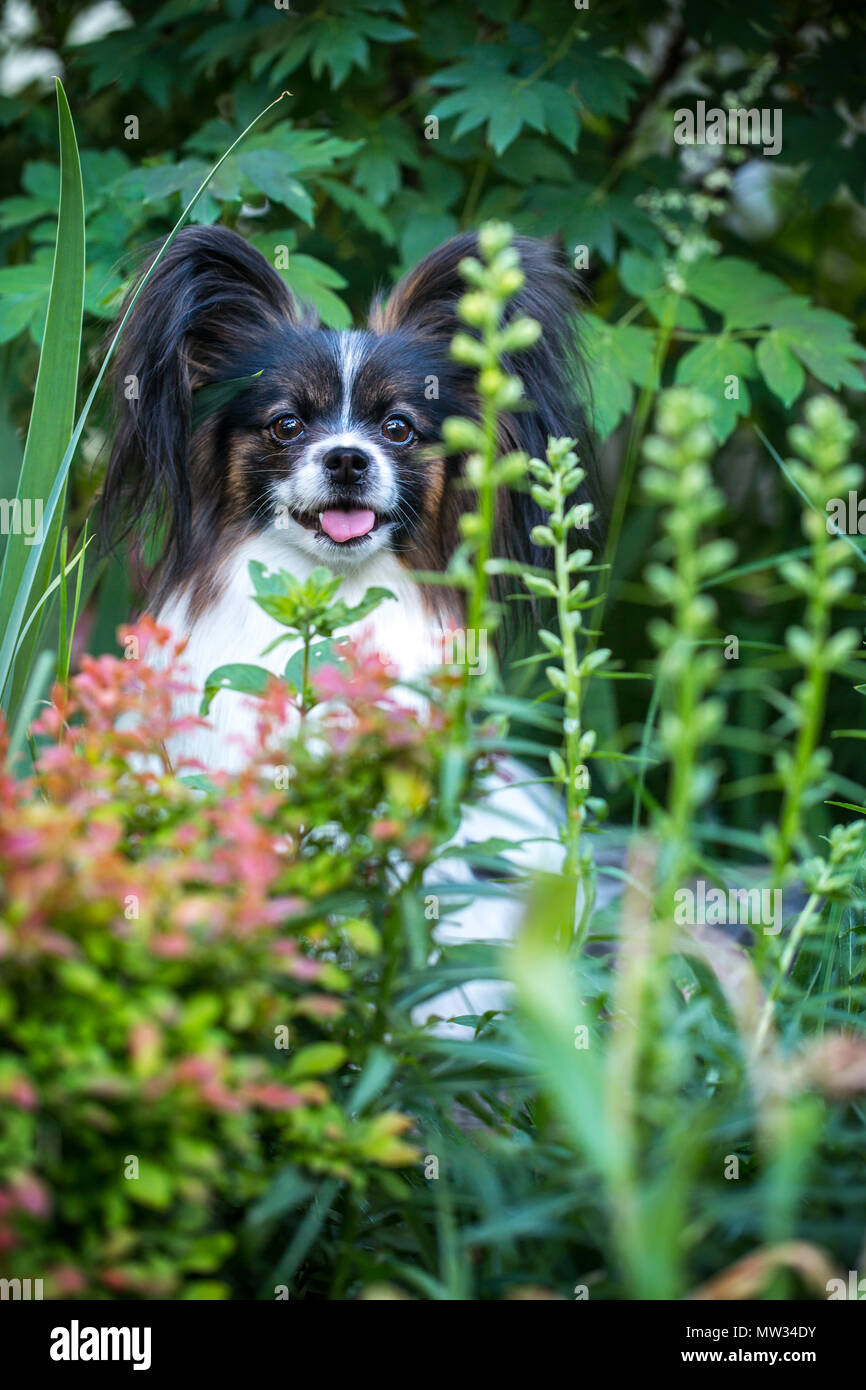The dog in the bushes Stock Photo - Alamy