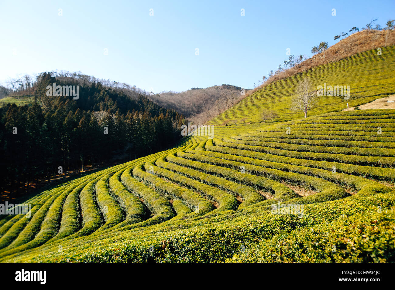 Green tea plantation korea hi-res stock photography and images - Alamy
