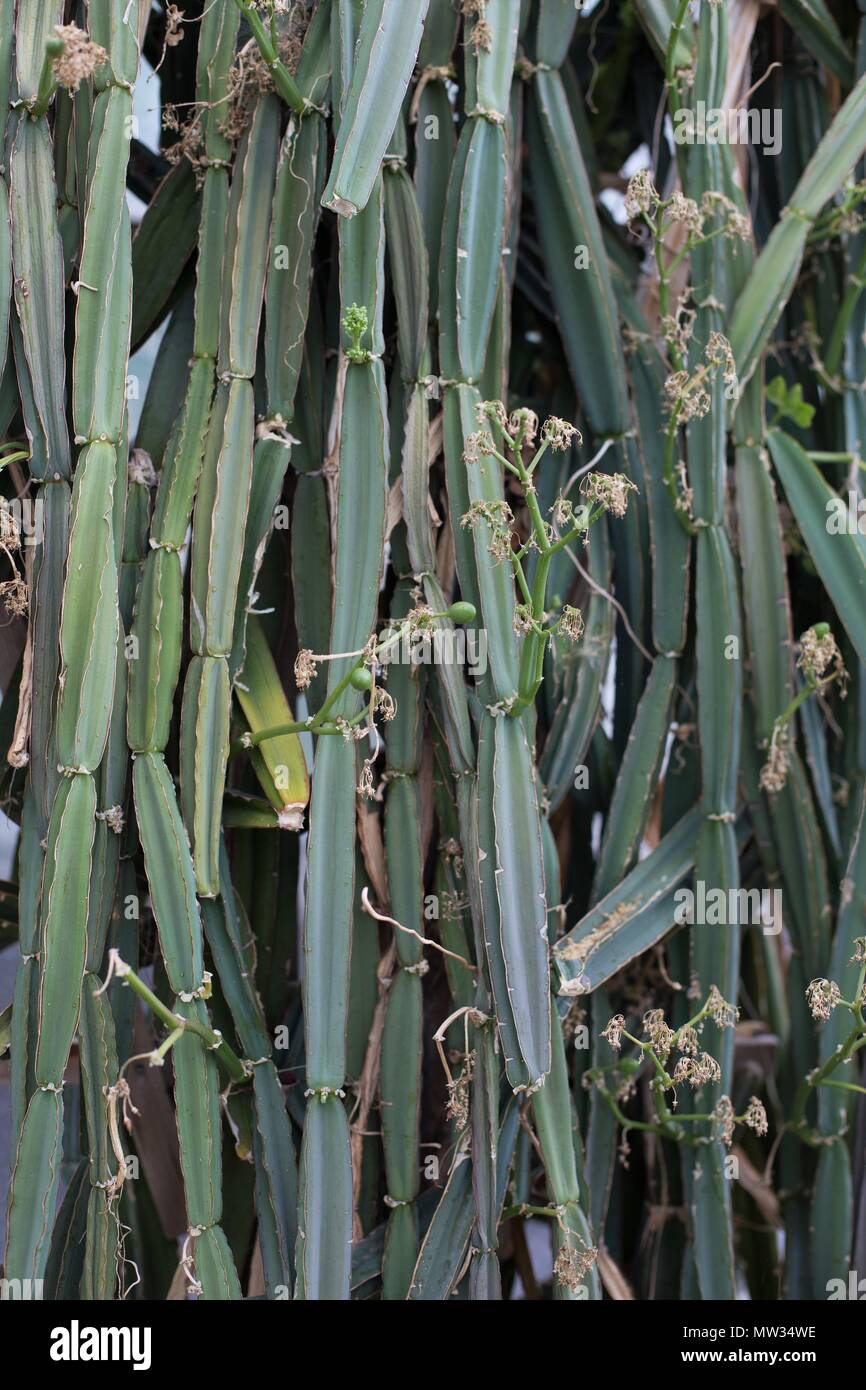 Quadrangularis Plant