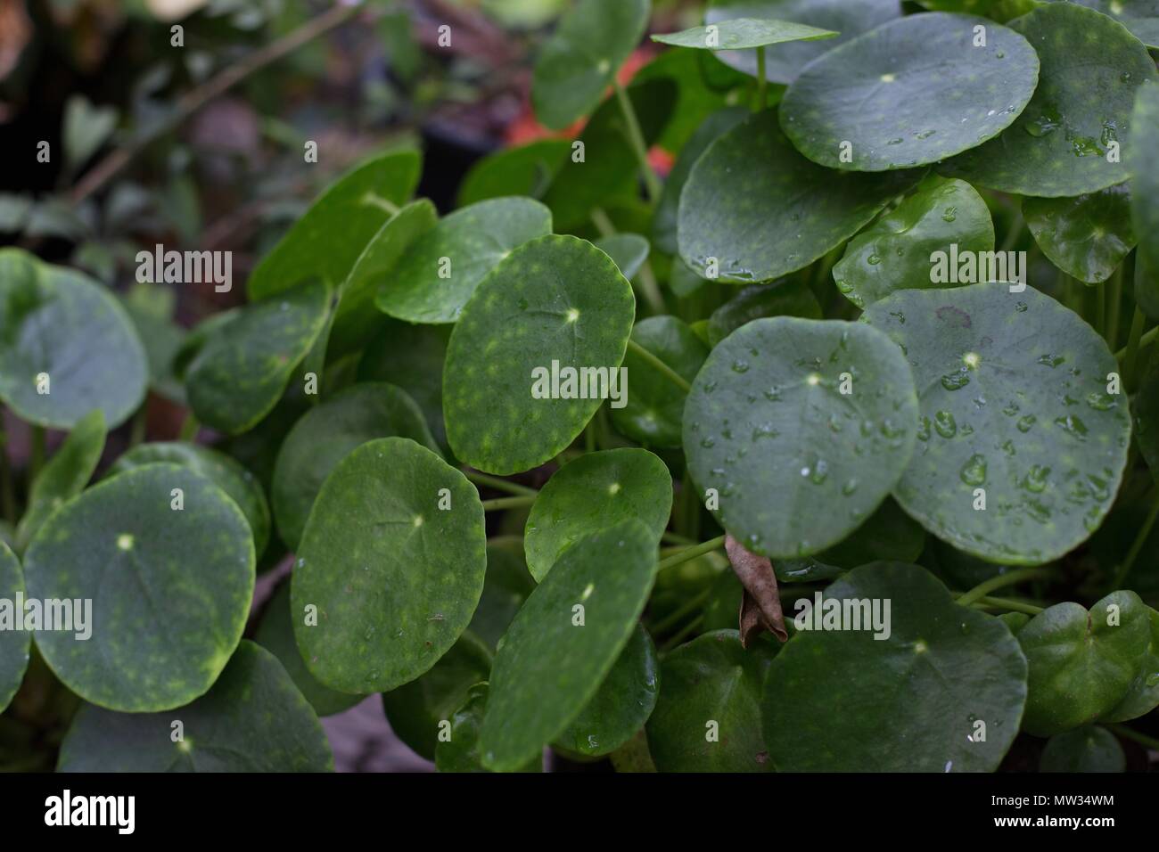 A Pilea peperomioides, also known as Chinese money plant Stock Photo ...