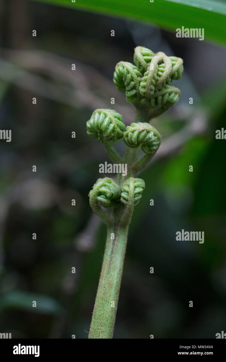 An Angiopteris evecta plant, also known as giant fern Stock Photo - Alamy