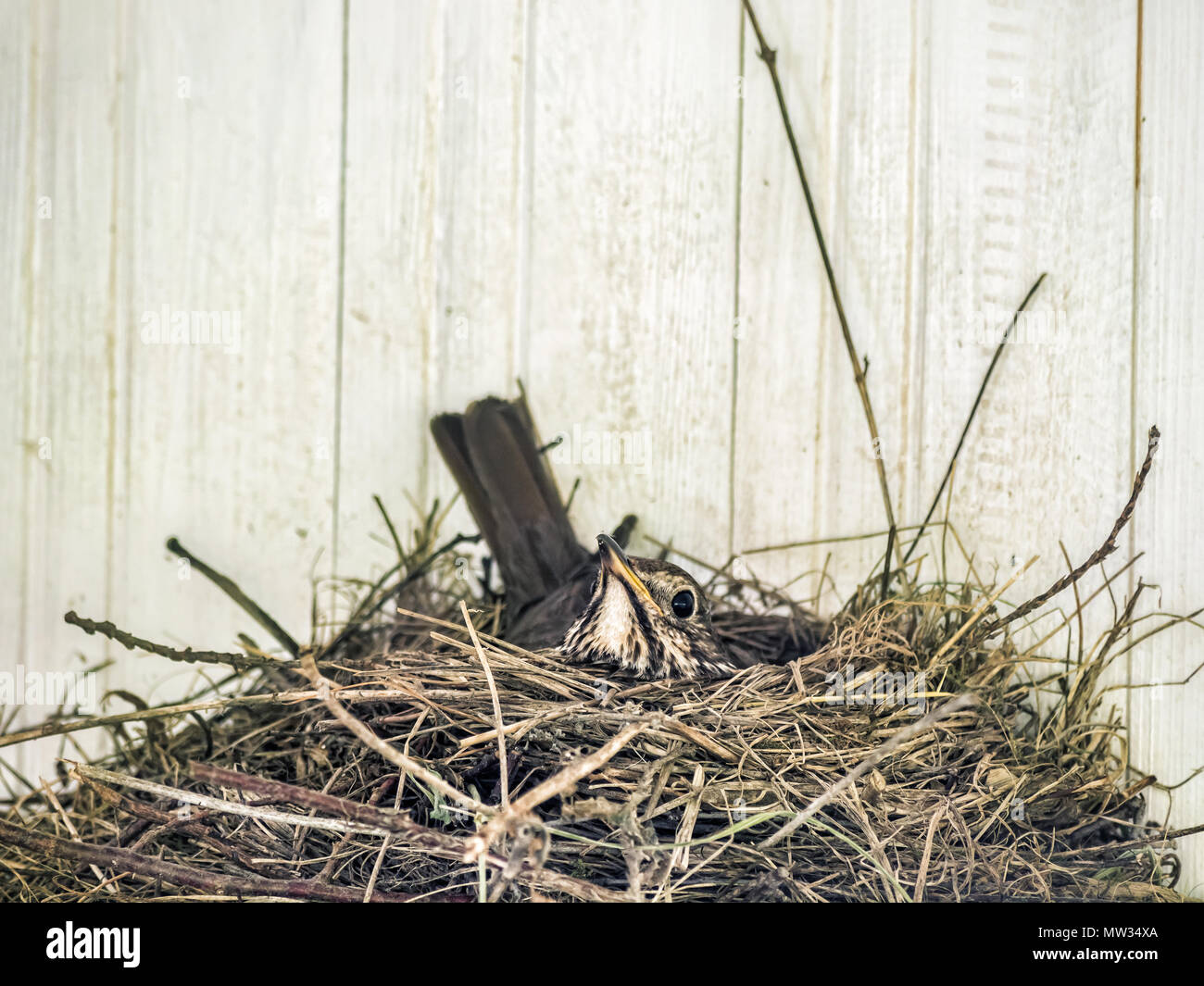 Brood brooding hi-res stock photography and images - Alamy