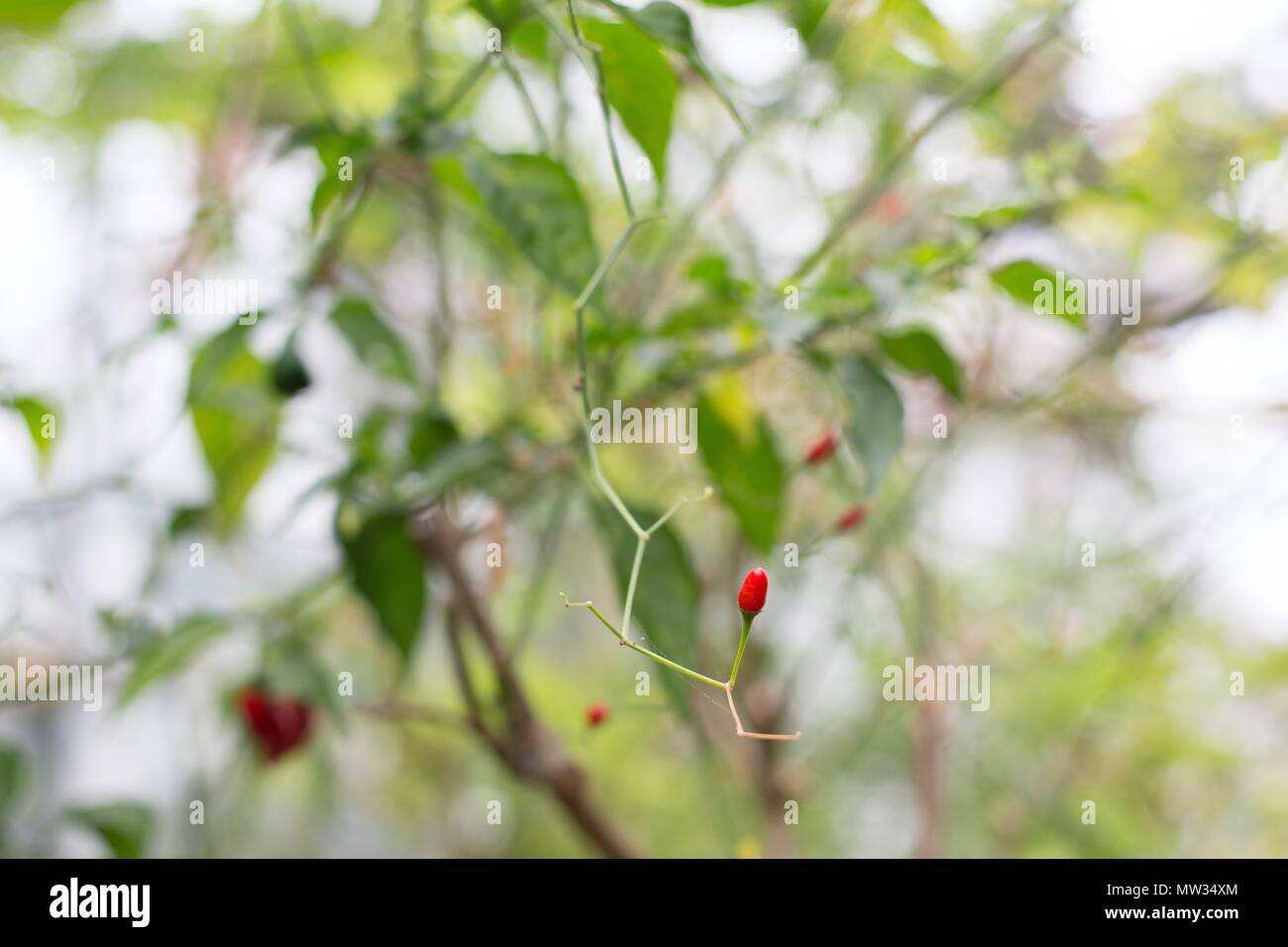 Wild Chili Peppers High Resolution Stock Photography and Images - Alamy