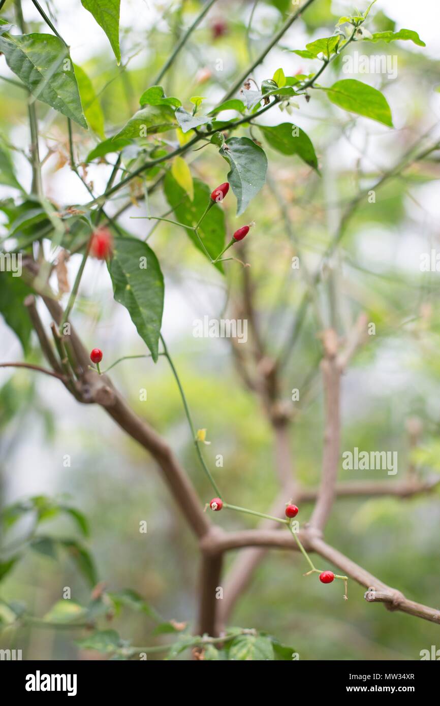 A Capsicum chacoense plant Stock Photo - Alamy