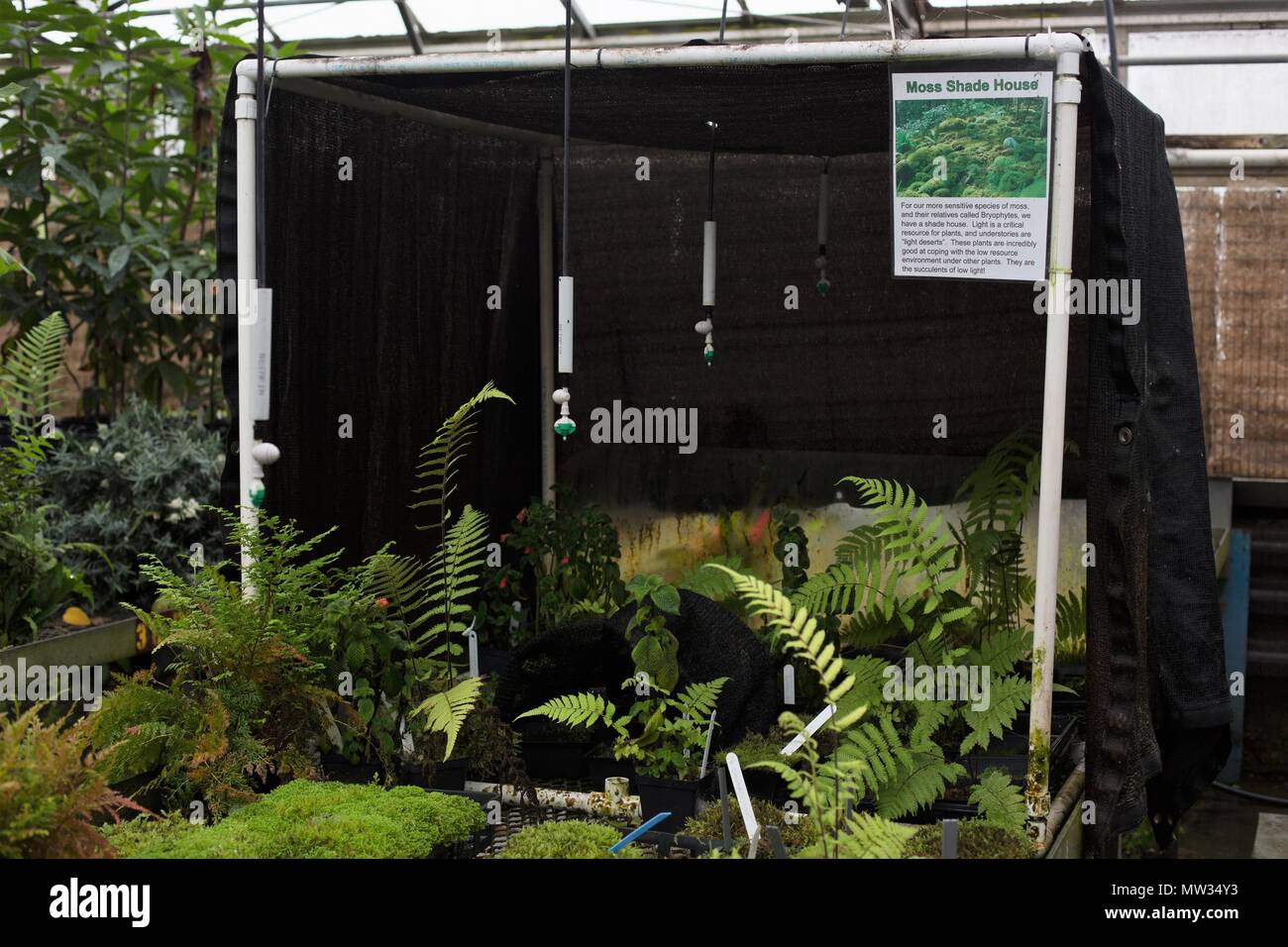A moss shade house, for growing sensitive species of moss and ...