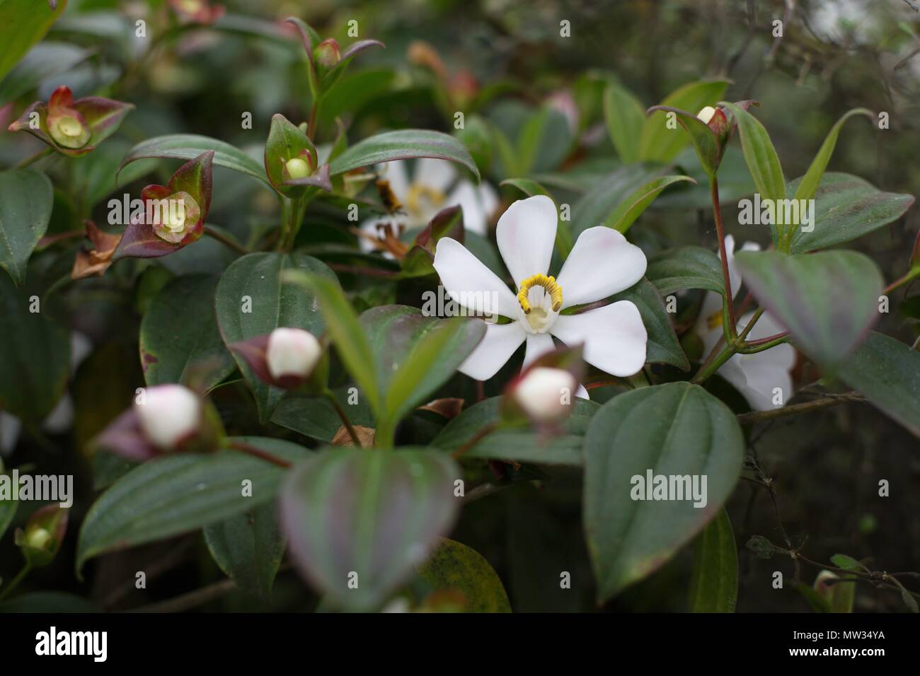 Blakea hi-res stock photography and images - Alamy