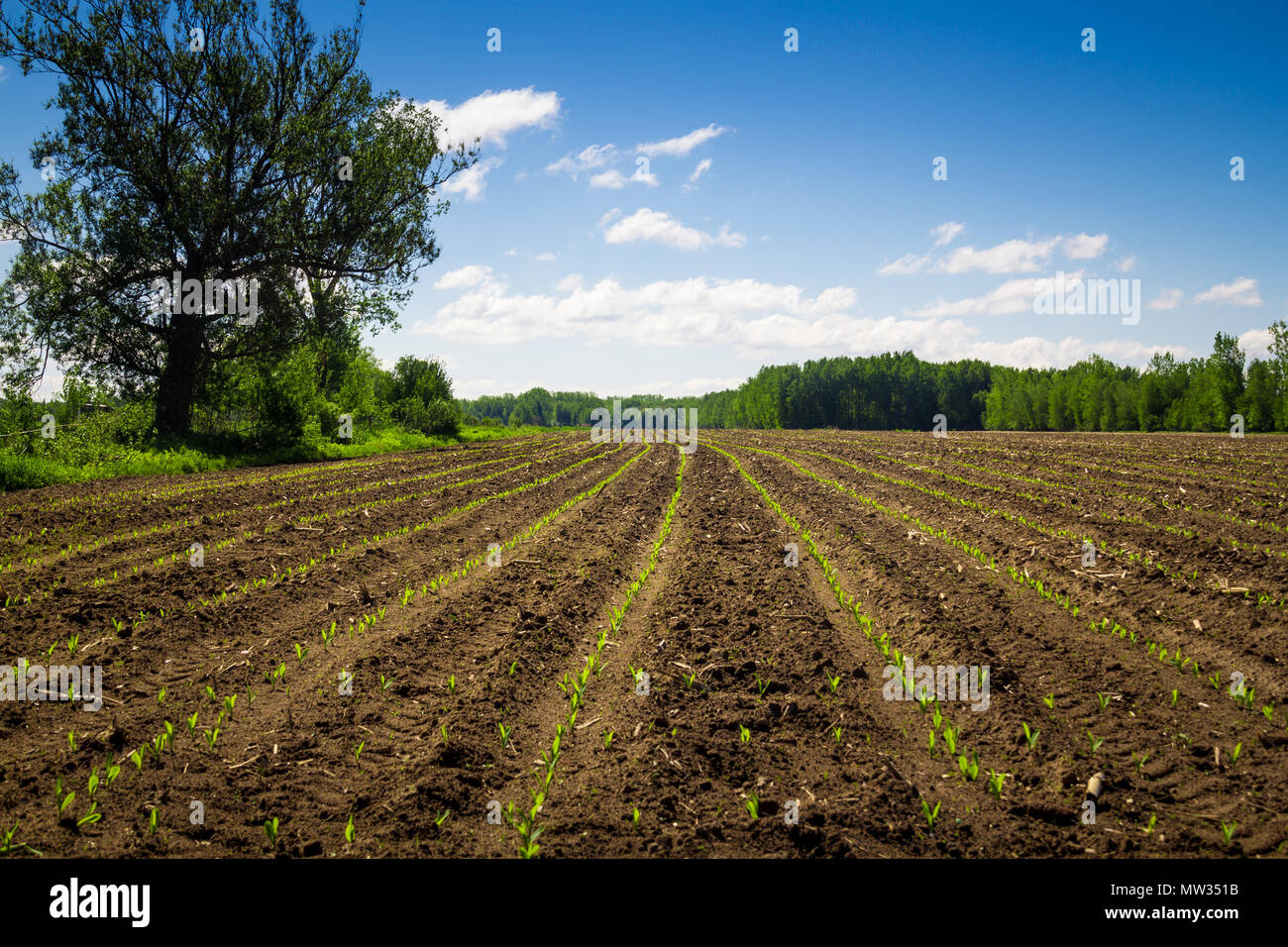 Seedling field hi-res stock photography and images - Alamy