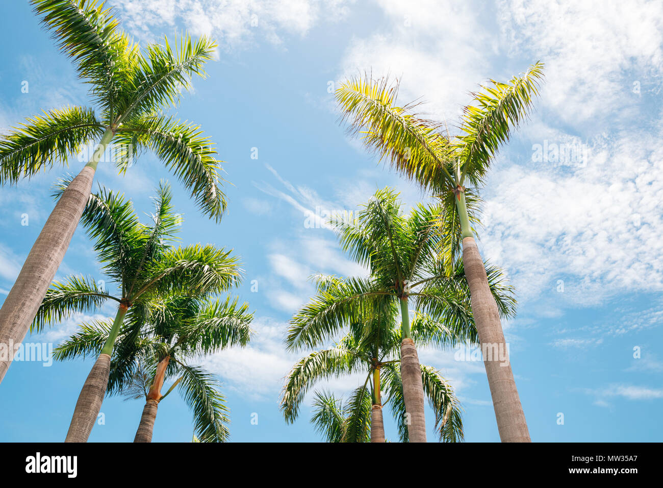 Palm trees at Central Park in Kaohsiung, Taiwan Stock Photo - Alamy