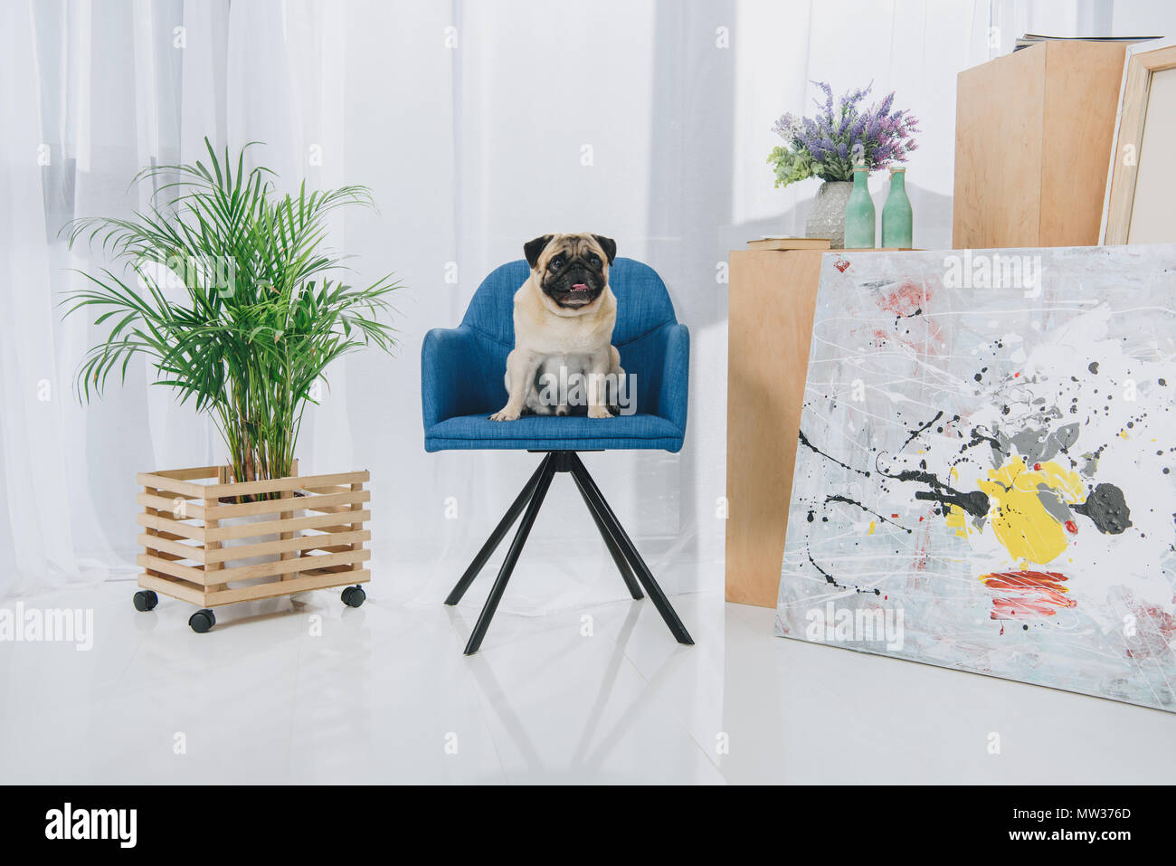 Cute pug sitting on chair at home Stock Photo - Alamy
