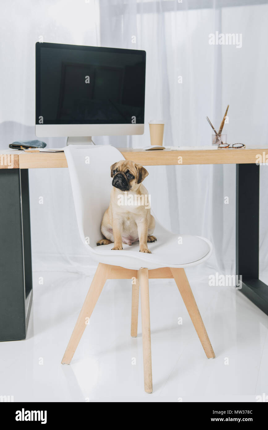 Pug chair hi-res stock photography and images - Alamy