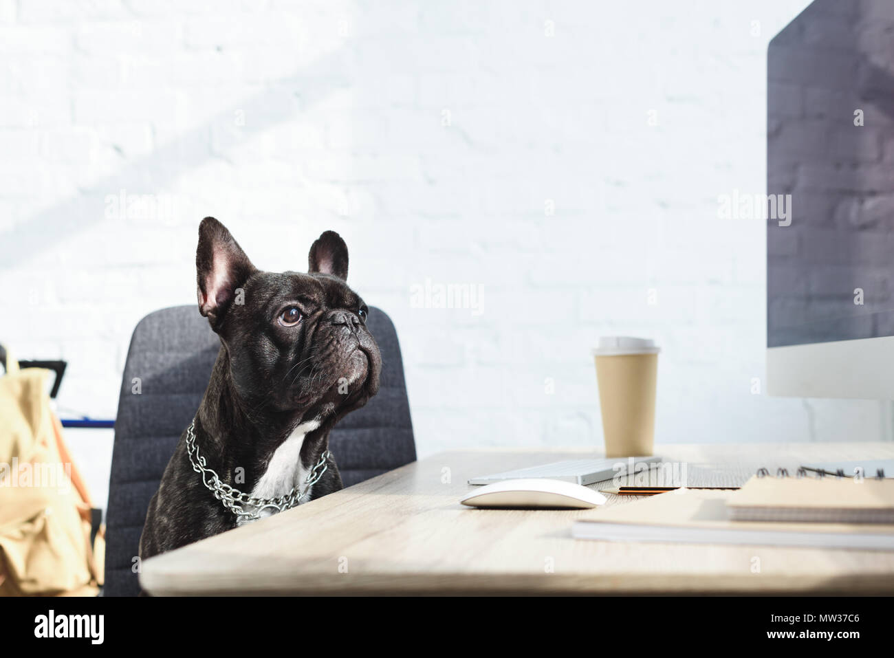 Black Frenchie sitting on chair by computer on table Stock Photo - Alamy