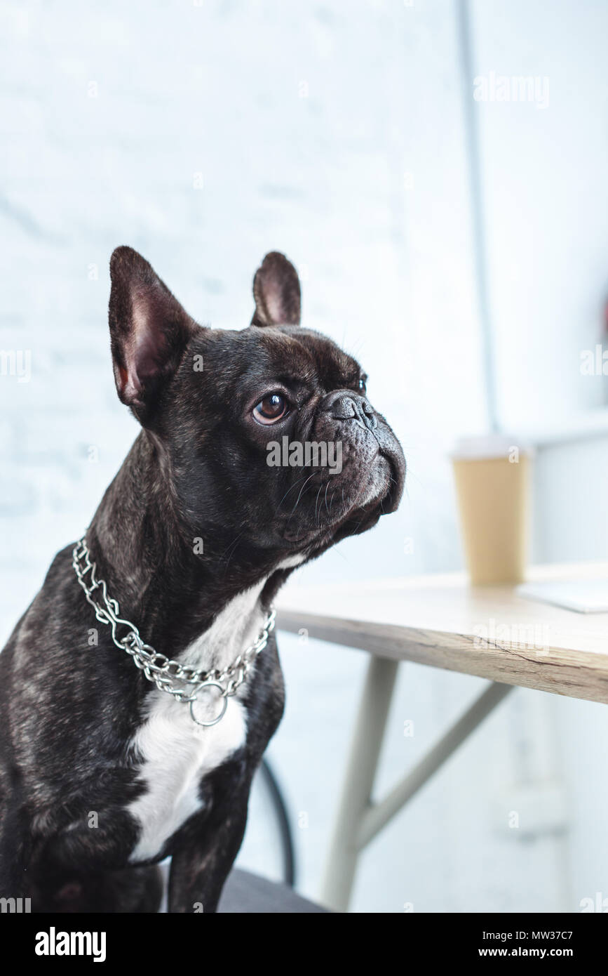 Frenchie to go hi-res stock photography and images - Alamy