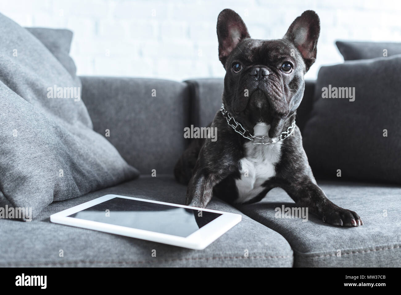 Black Frenchie sitting on sofa by tablet Stock Photo - Alamy