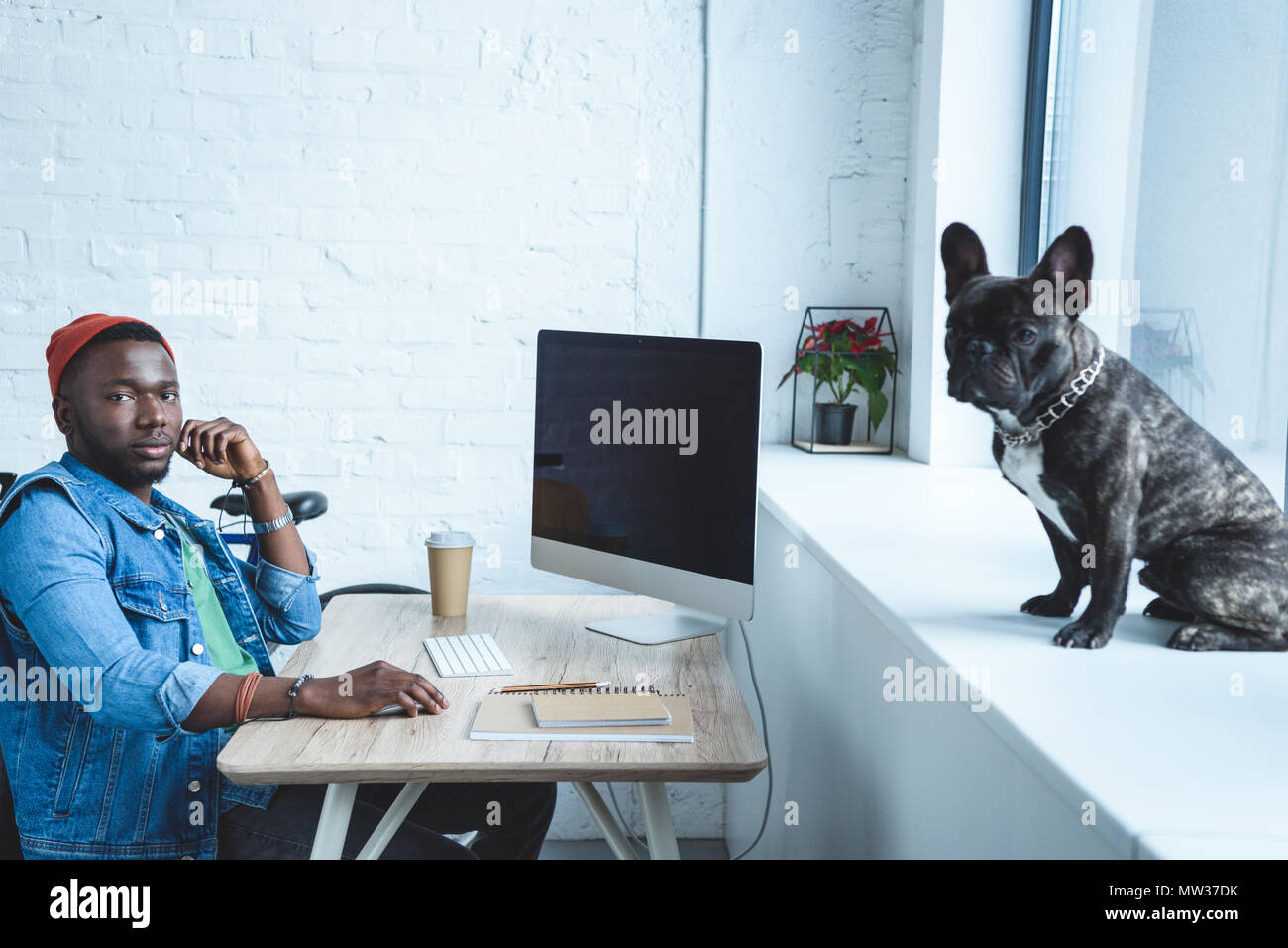 Frenchie to go hi-res stock photography and images - Alamy