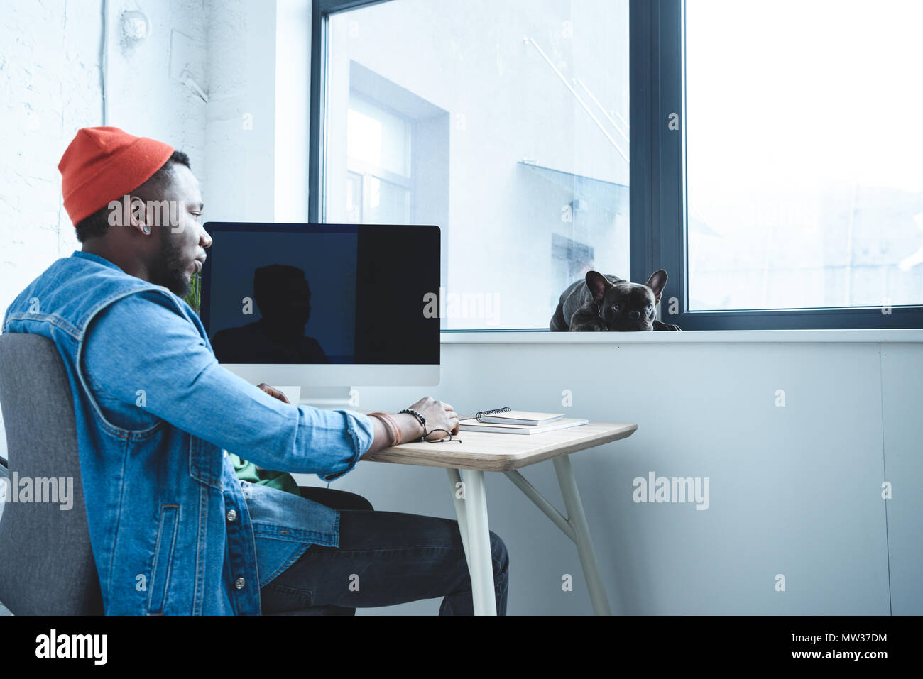 Young man working by computer while Frenchie dog lying on windowsill ...