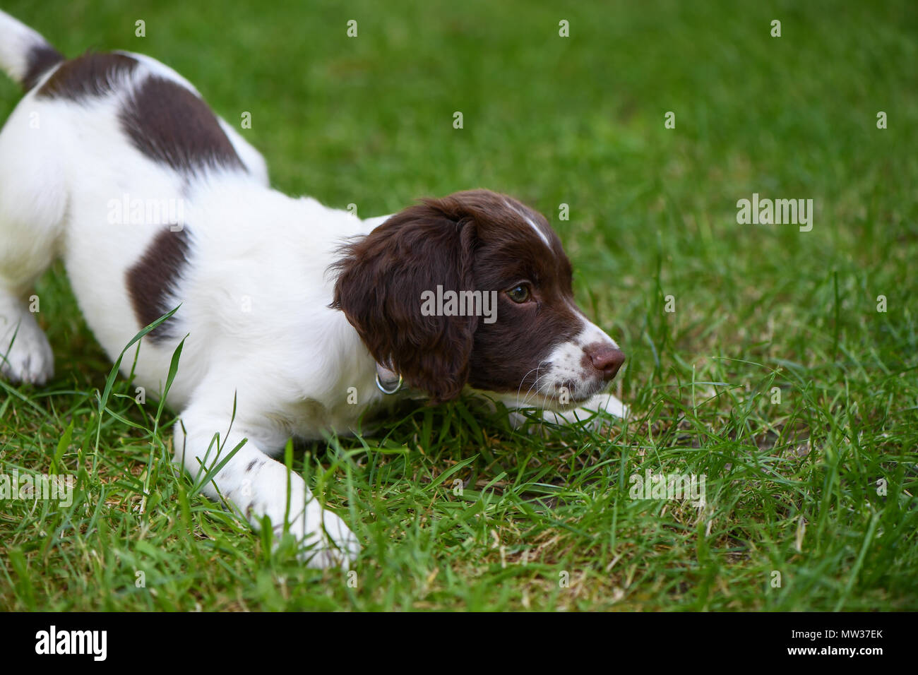 A 10 week old English springer spaniel puppy plays happily in the ...