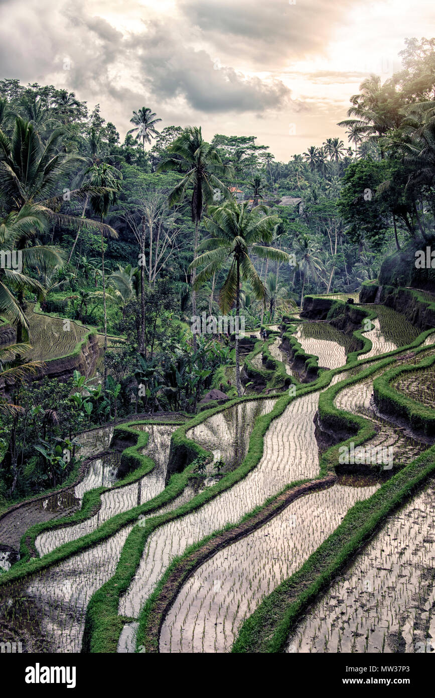 Bali rice plantation hi-res stock photography and images - Alamy