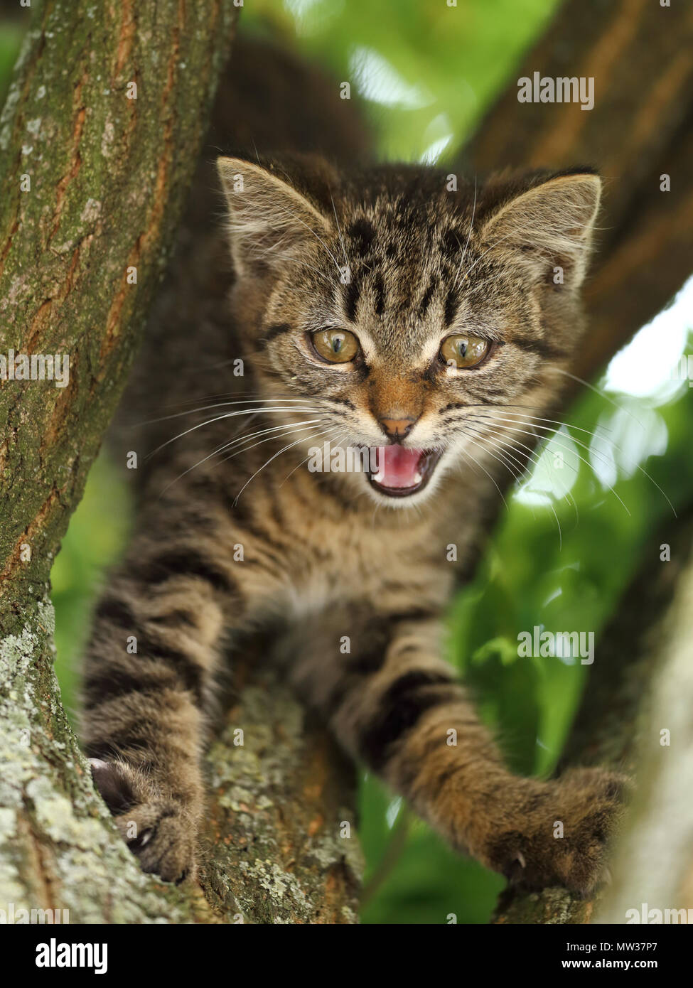 Hissing tree hi-res stock photography and images - Alamy