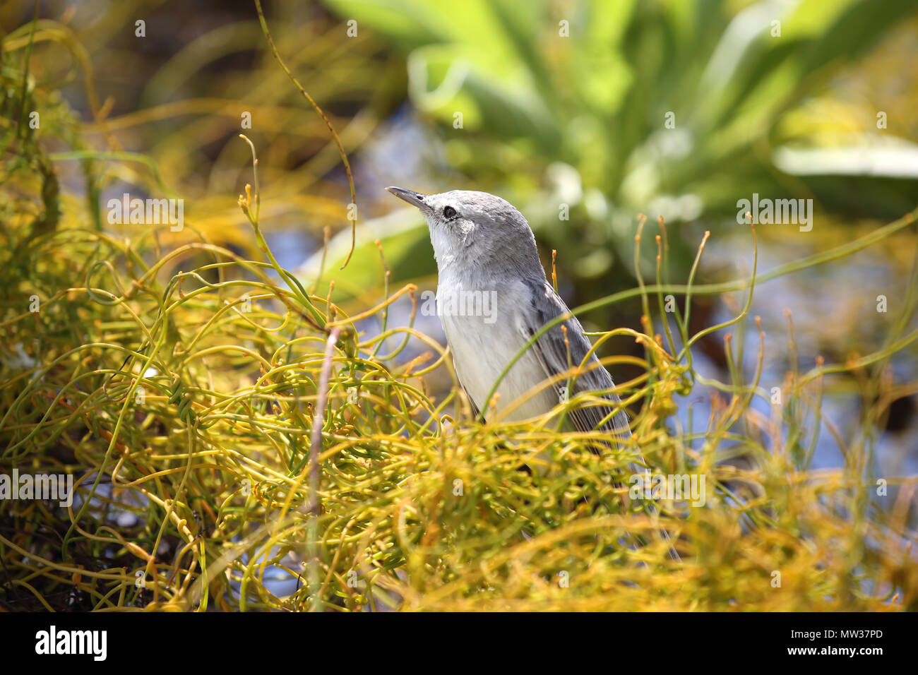 Christmas Island Warbler (Kiritimati reed warbler, Bokikokiko ...