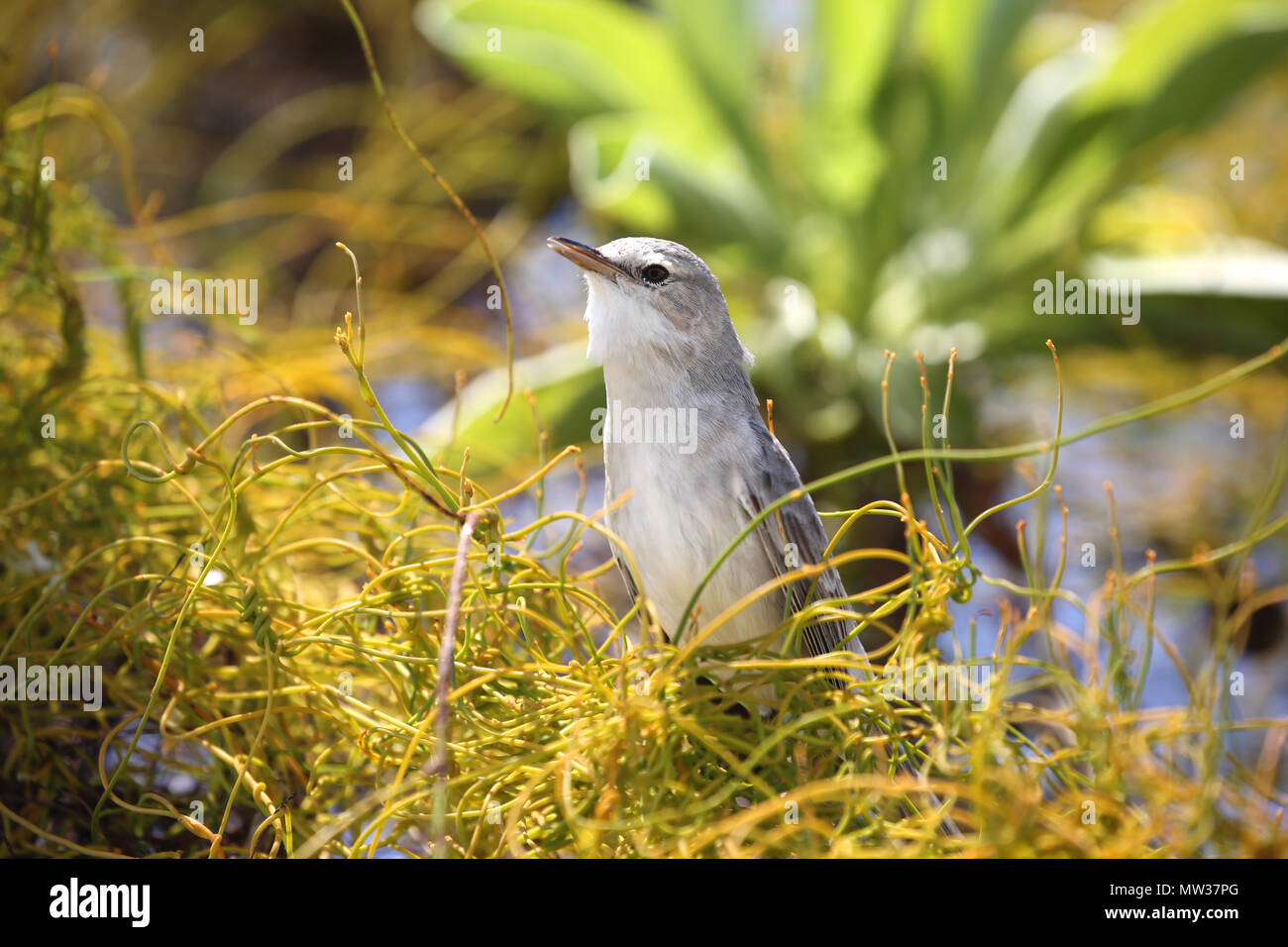 Christmas Island Warbler (Kiritimati reed warbler, Bokikokiko ...
