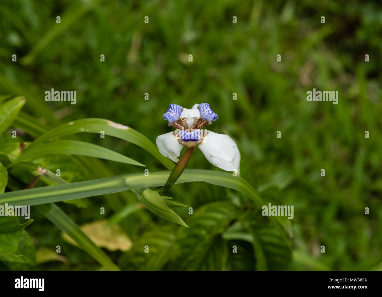 White Blue Iris flower at the Akaka Falls state park on the Big Island ...