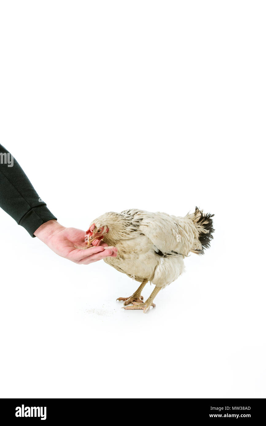 Feeding hen hi-res stock photography and images - Alamy
