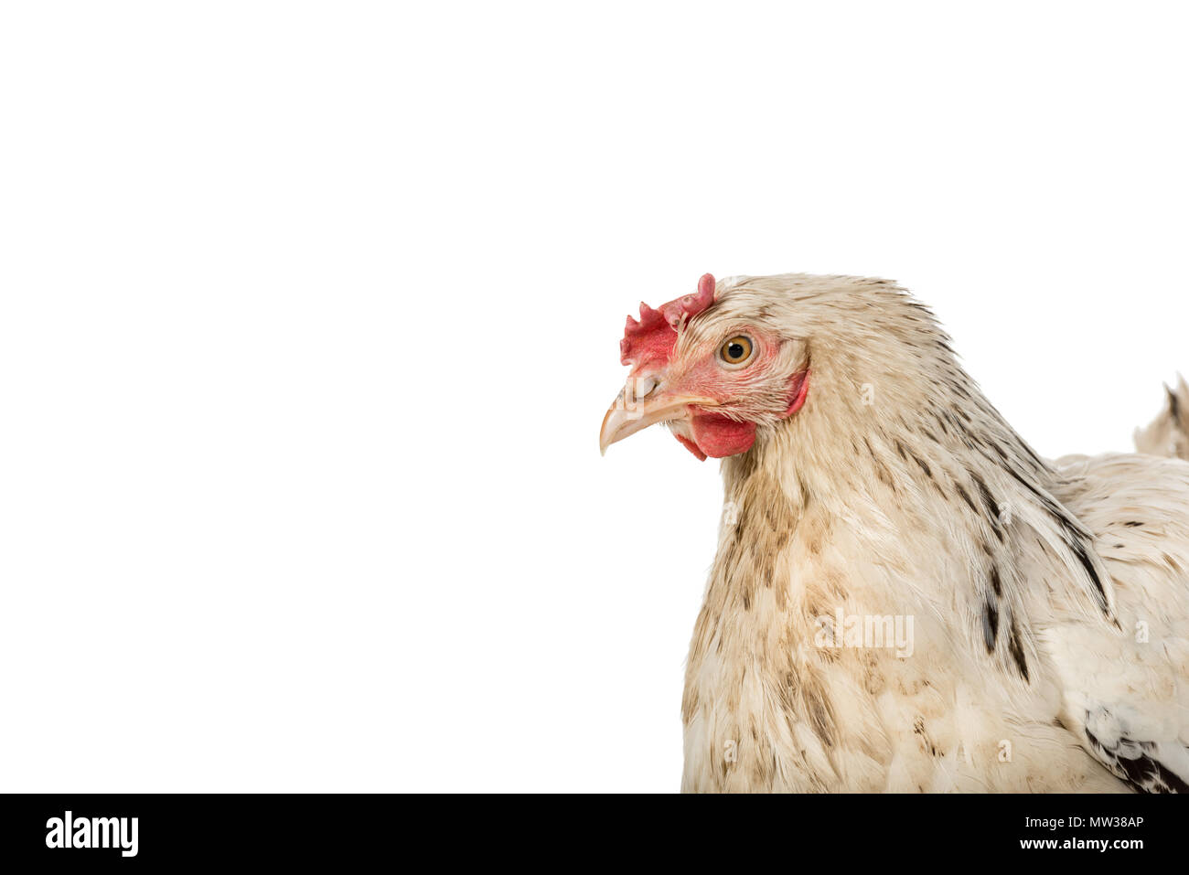 close-up view of beautiful white hen isolated on white Stock Photo - Alamy