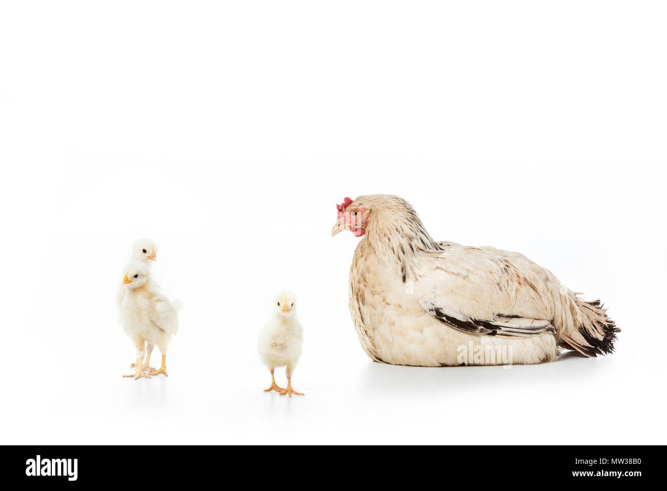 hen looking at cute little chickens isolated on white Stock Photo - Alamy