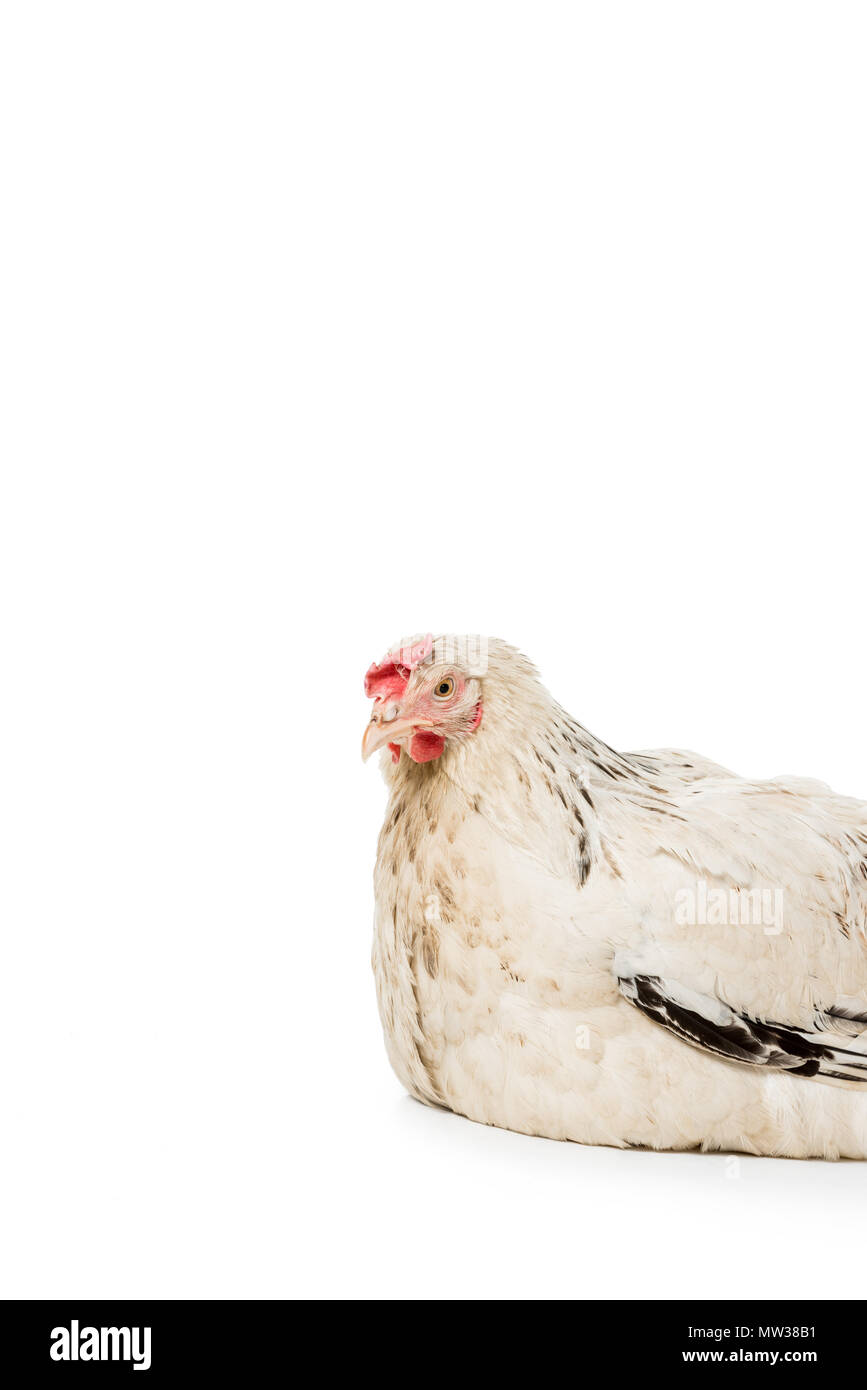 Hen looking at camera isolated on white hi-res stock photography and ...
