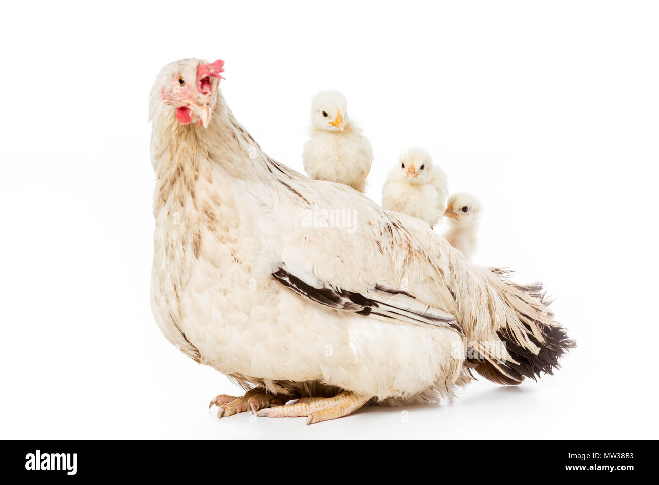 cute little chickens sitting on hen isolated on white Stock Photo - Alamy