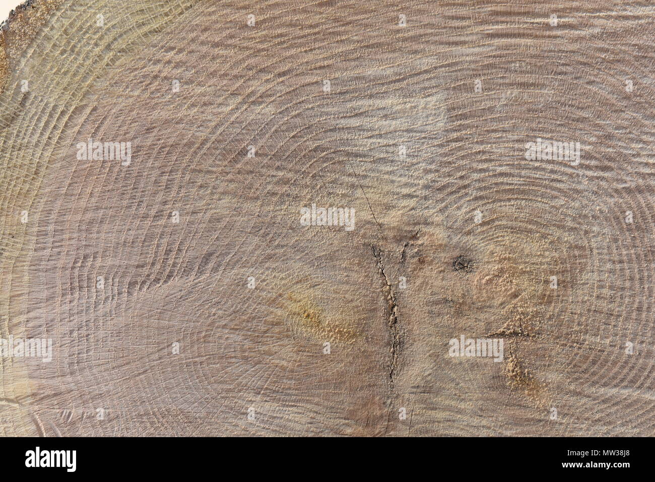 Old growth oak tree hi-res stock photography and images - Alamy